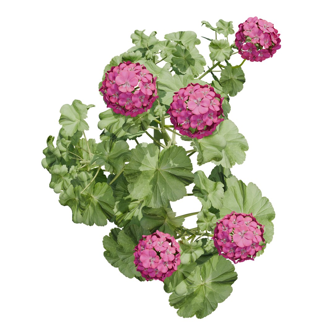 3D Geranium - TurboSquid 2378330
