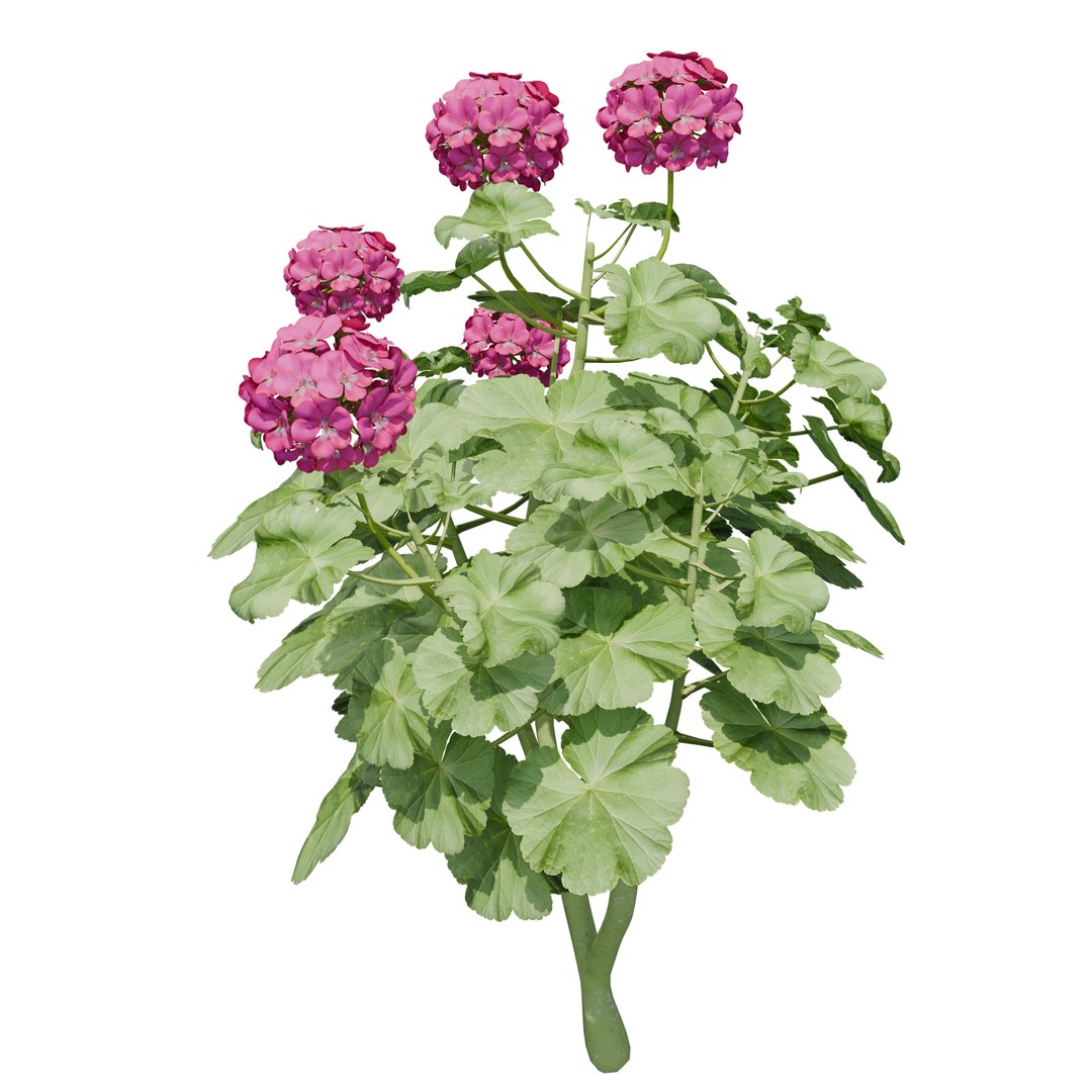 3D Geranium - TurboSquid 2378330