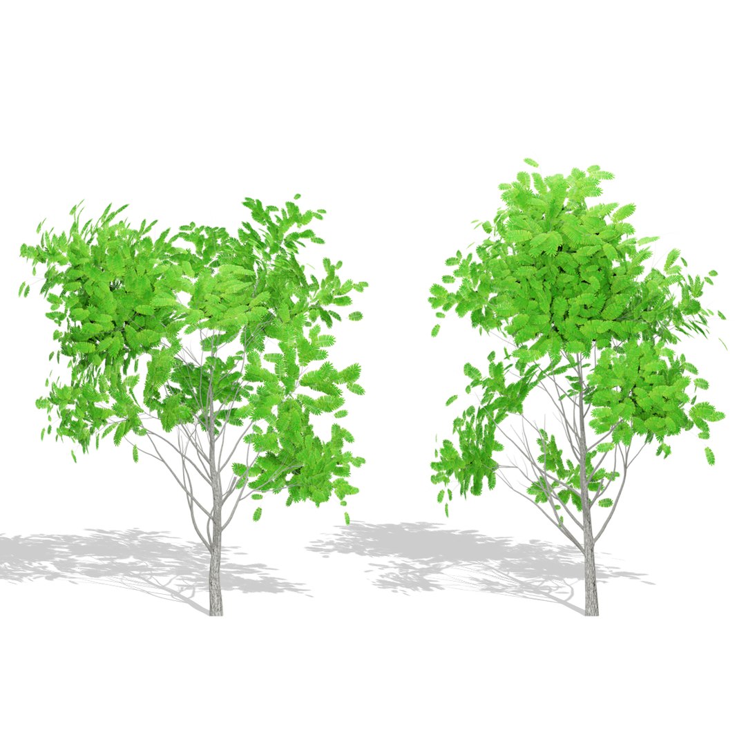 3D Delonix Regia Tree Model - TurboSquid 2107399