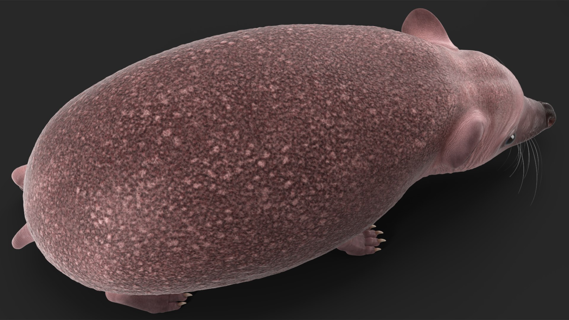 Walk Bald Hedgehog 3D Model - TurboSquid 2073266