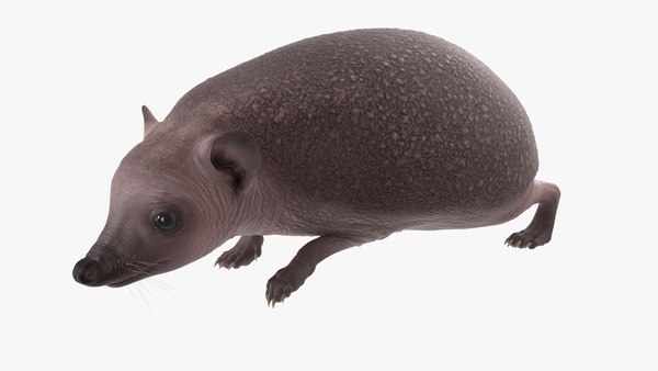 modelo 3d Caminar erizo calvo - TurboSquid 2073266