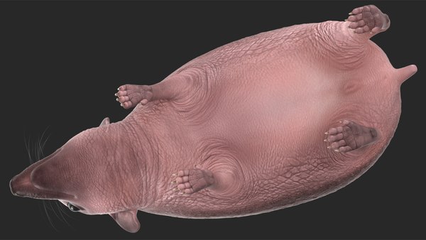 modelo 3d Caminar erizo calvo - TurboSquid 2073266