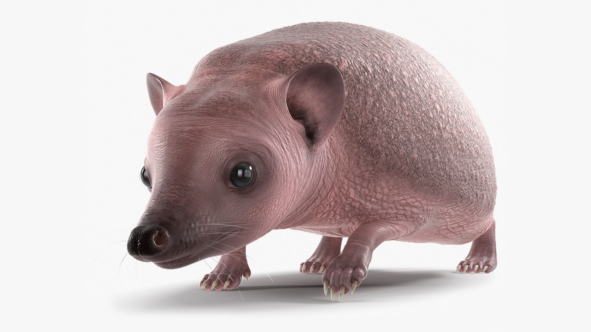 Walk Bald Hedgehog 3D 모델 - TurboSquid 2073266