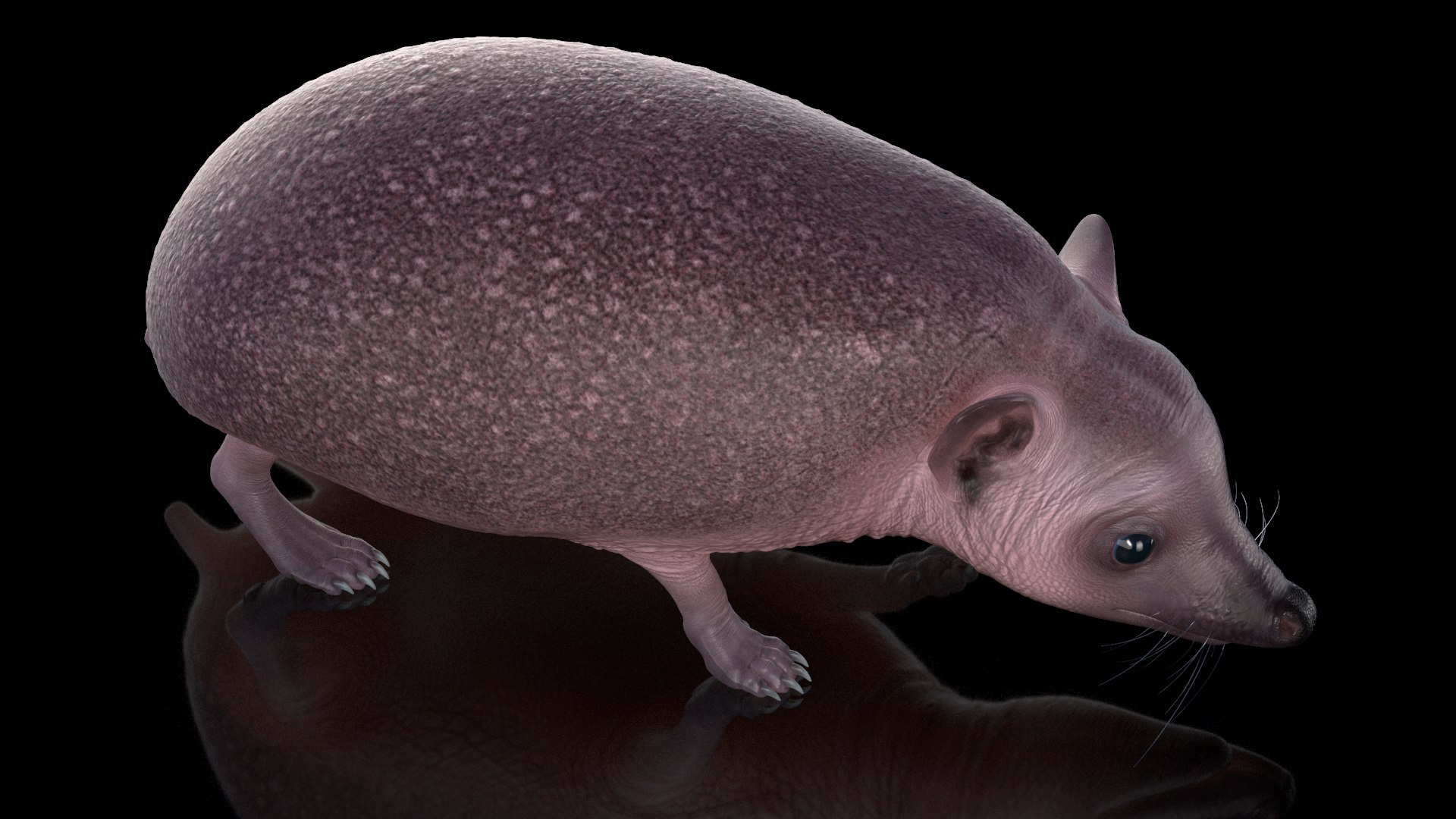 Walk Bald Hedgehog 3D Model - TurboSquid 2073266