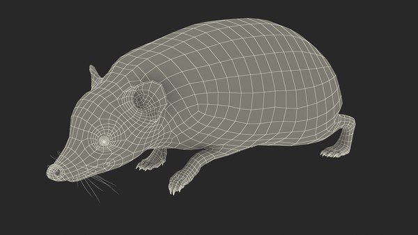 modelo 3d Caminar erizo calvo - TurboSquid 2073266