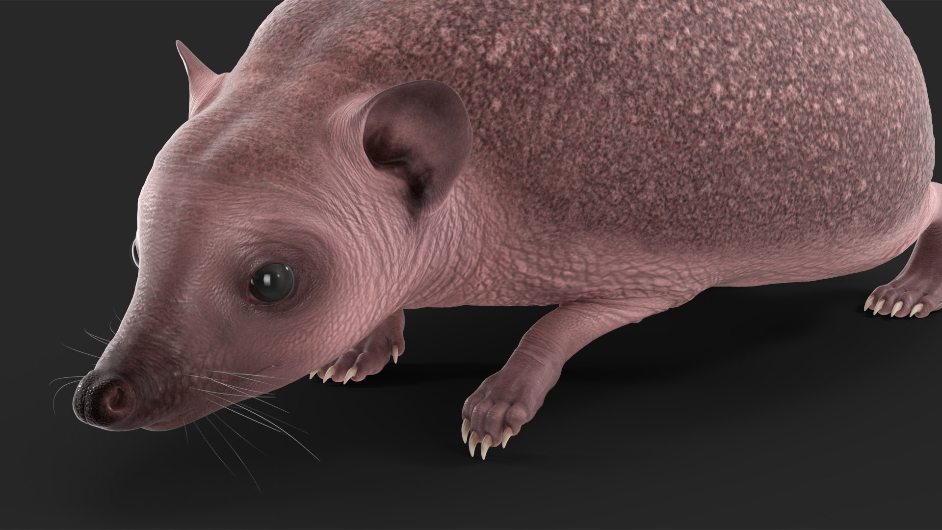 Walk Bald Hedgehog 3D Model - TurboSquid 2073266