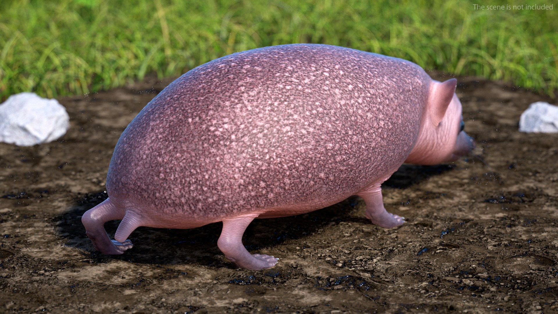 Walk Bald Hedgehog 3D Model - TurboSquid 2073266