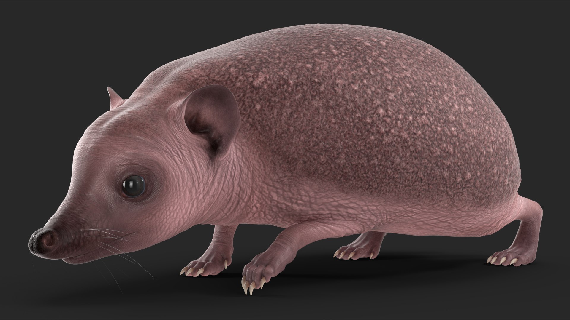 Walk Bald Hedgehog 3D Model - TurboSquid 2073266