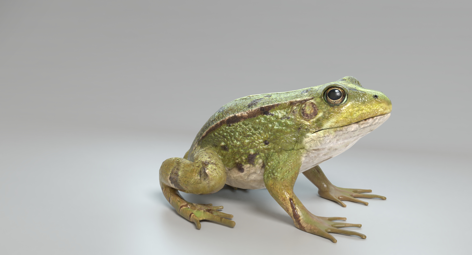 3D Frog Animations Model - TurboSquid 1263902