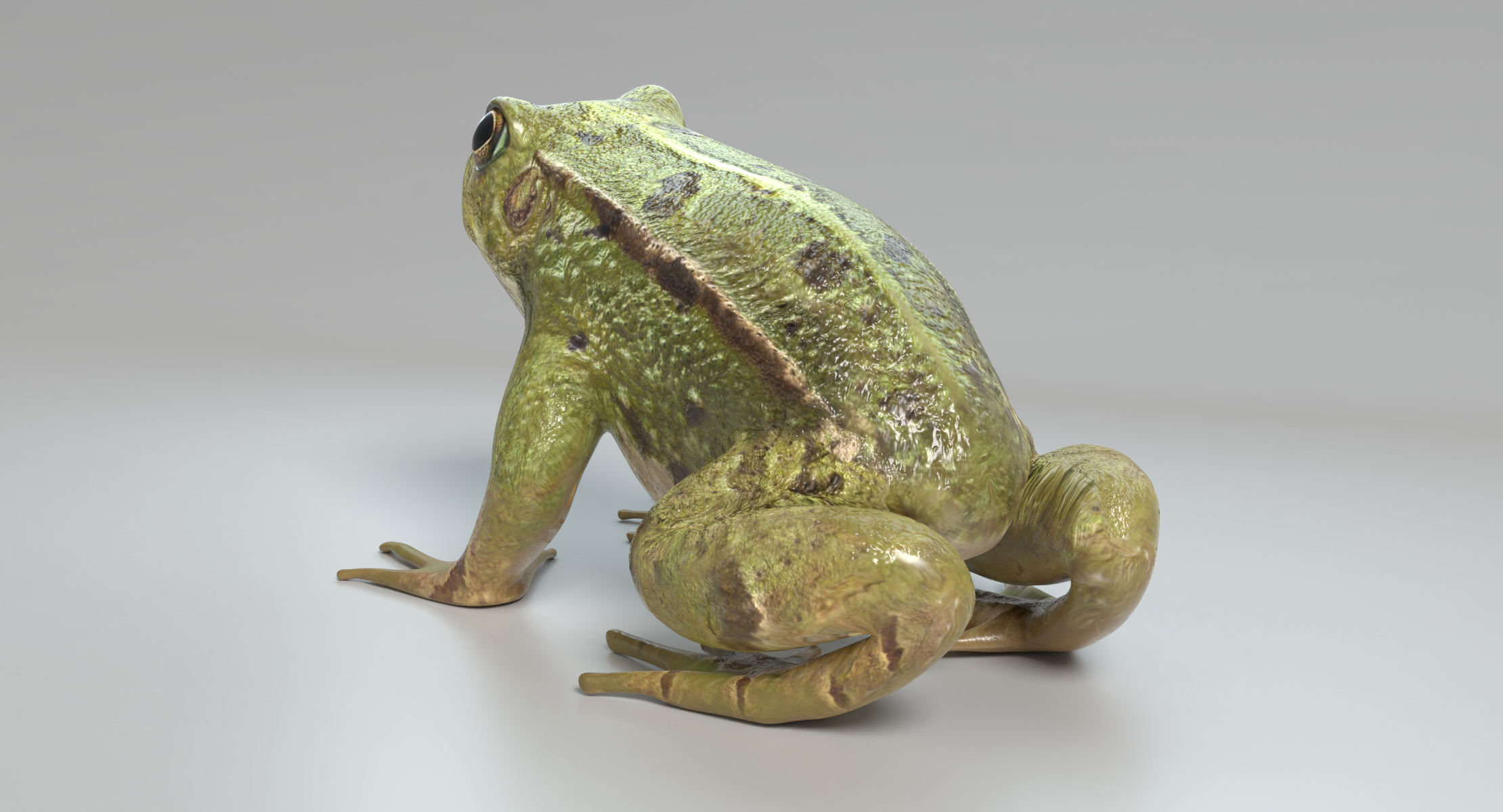 3D frog animations model - TurboSquid 1263902