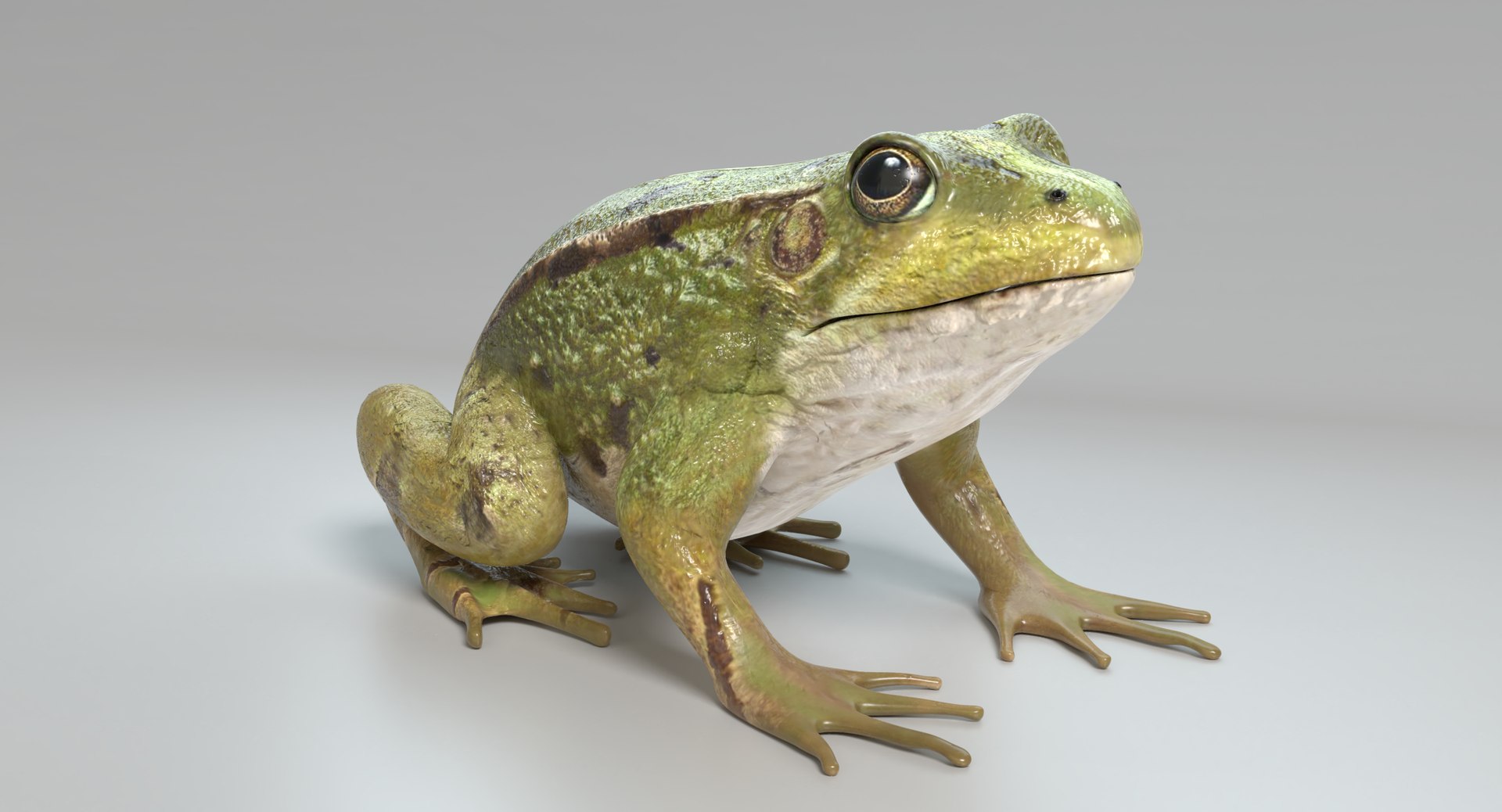 3D Frog Animations Model - TurboSquid 1263902