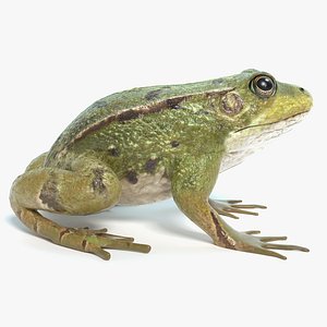 Download Free & Premium Green Frog 3D Models | TurboSquid