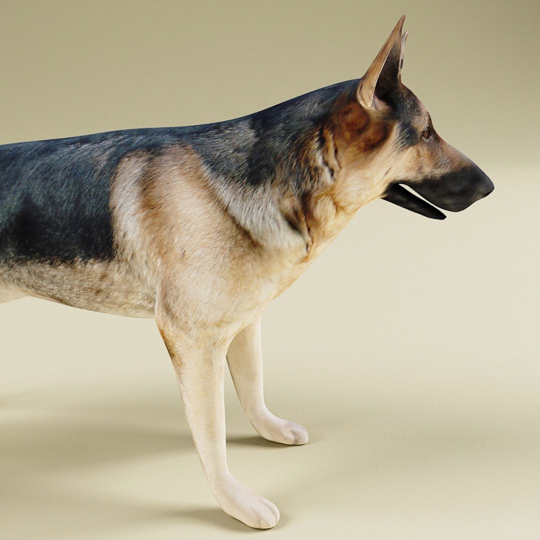 Dogs Set Shepherd Max