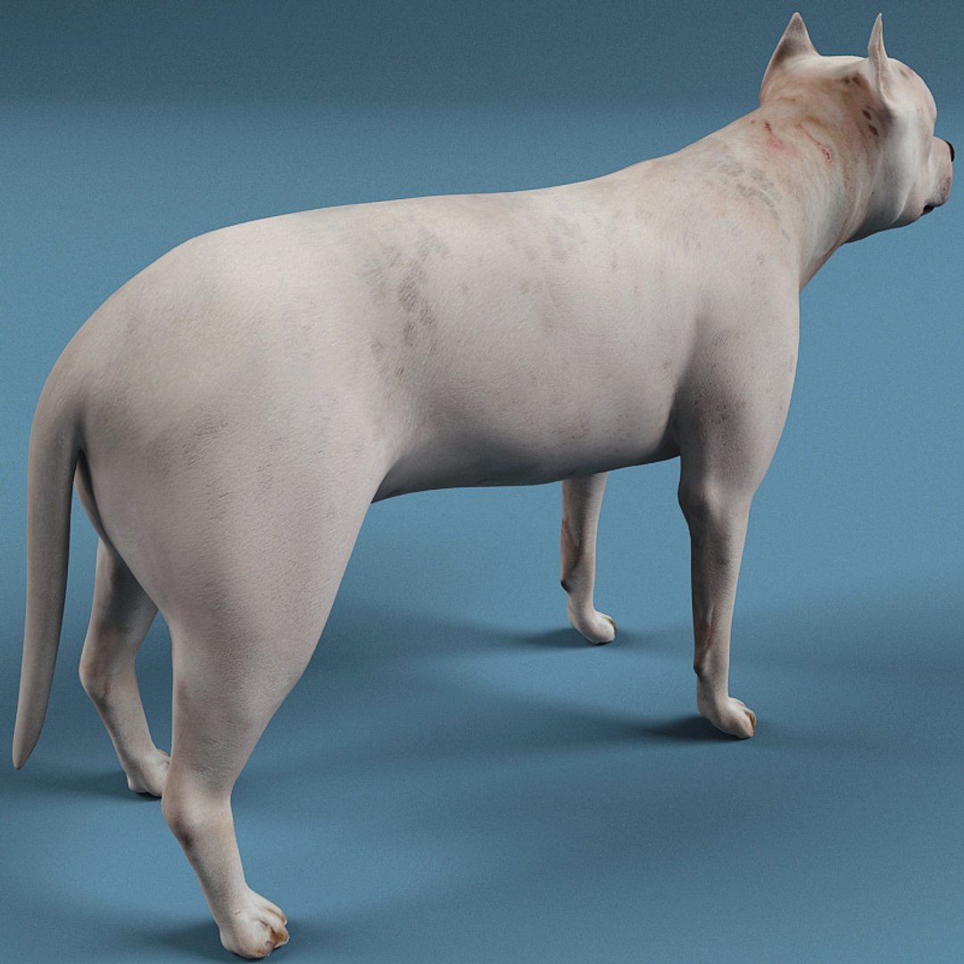 Dogs Set Shepherd Max