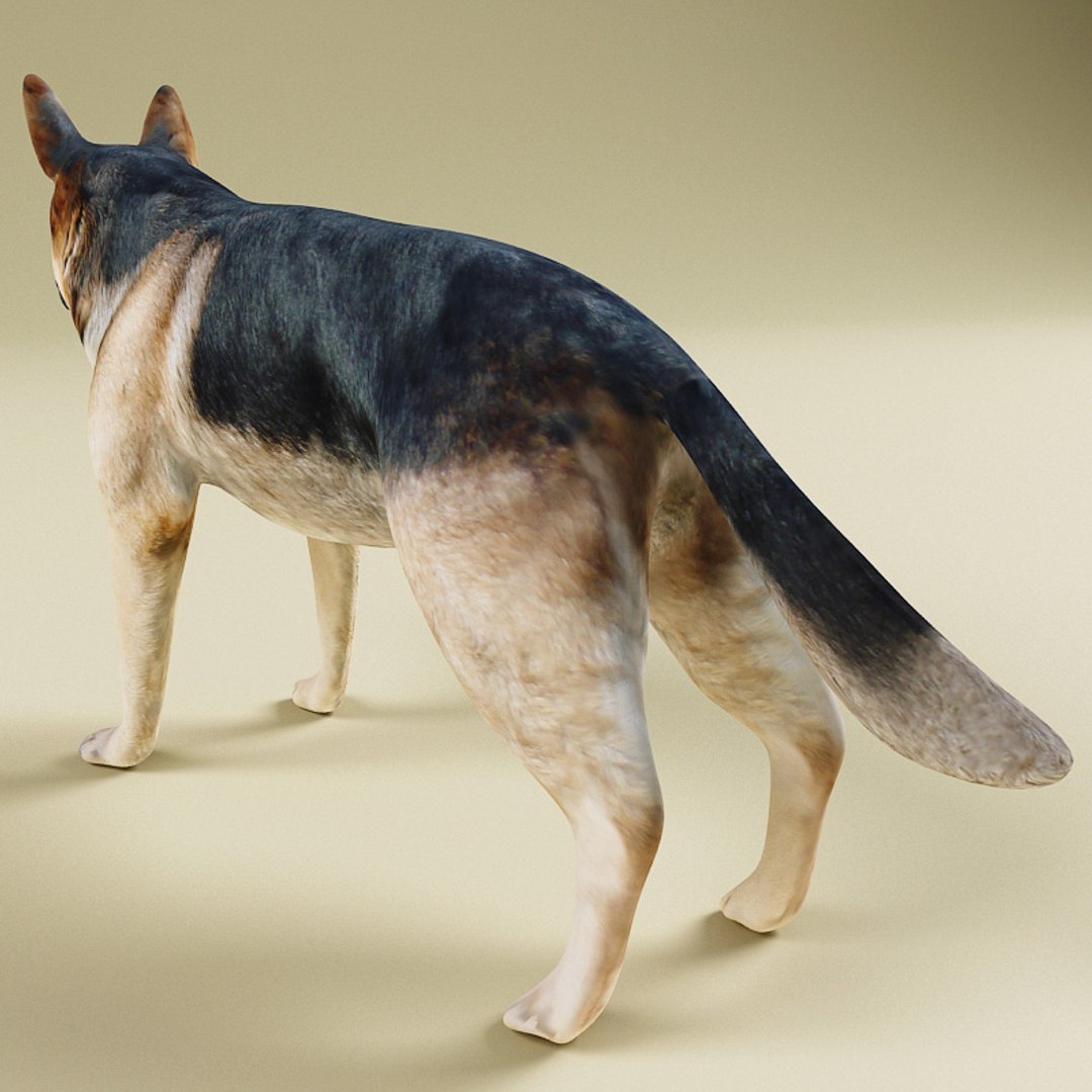 Dogs Set Shepherd Max