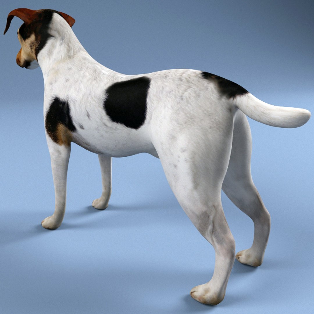 Dogs Set Shepherd Max