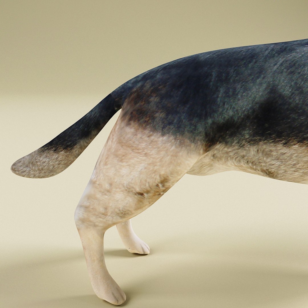 Dogs Set Shepherd Max