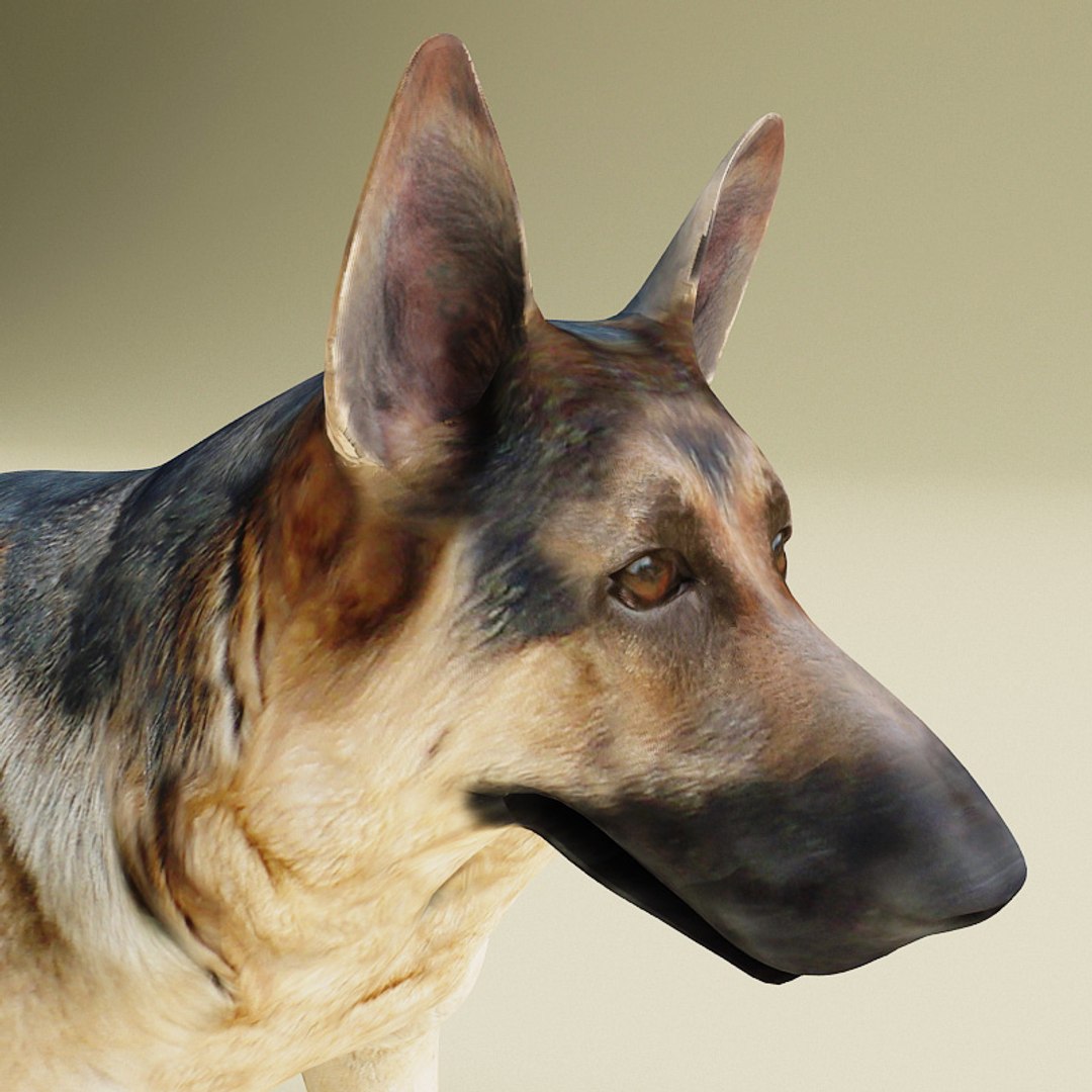 Dogs Set Shepherd Max