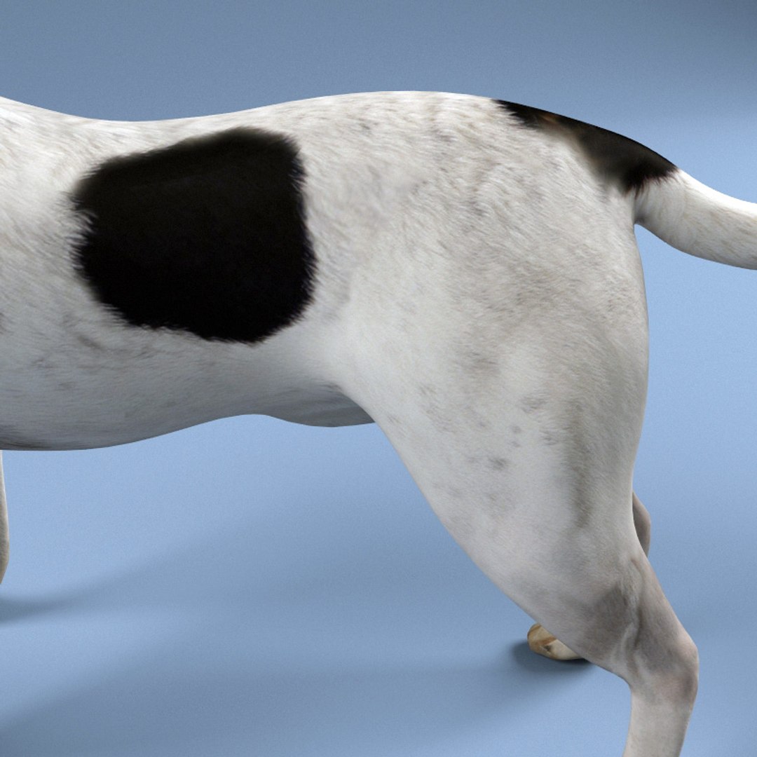 Dogs Set Shepherd Max