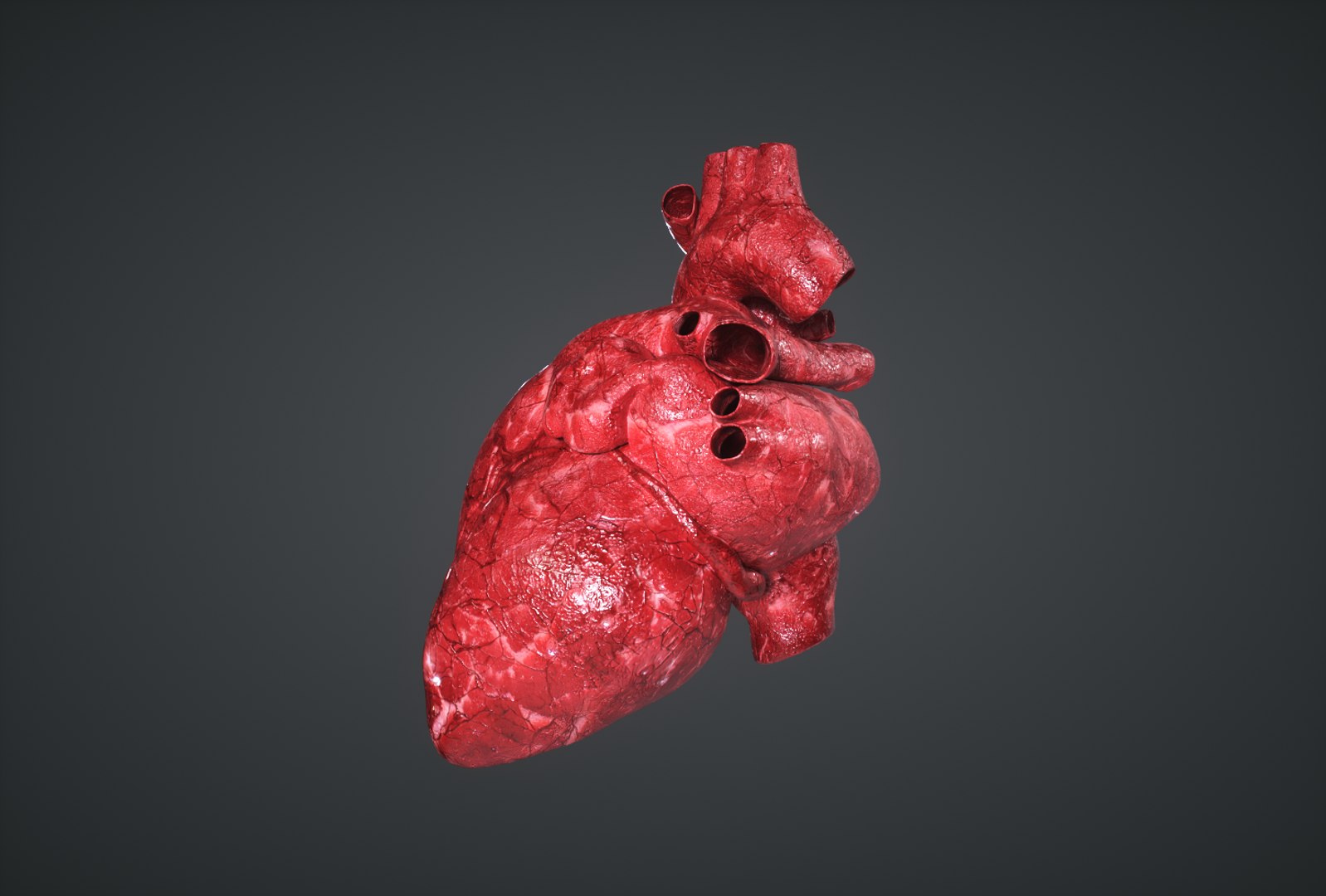 3D Human Heart - TurboSquid 1504541