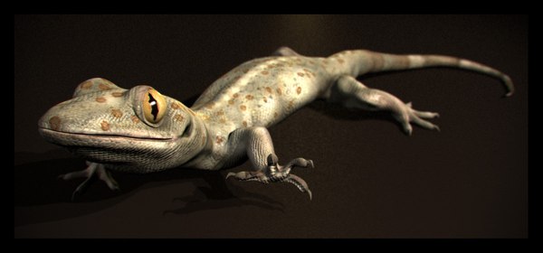 3D Gecko Models | TurboSquid