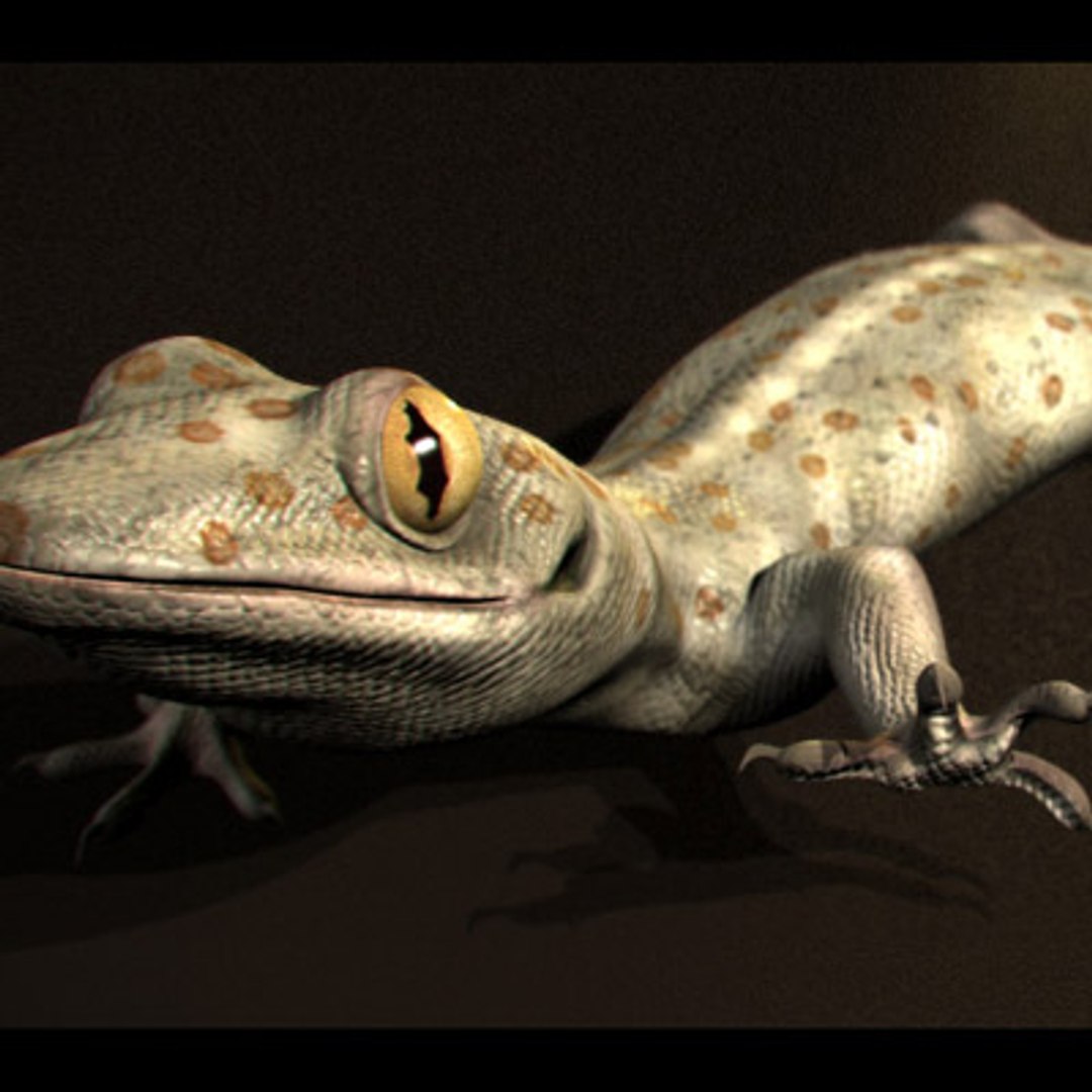 House Lizard Gecko 3d Model