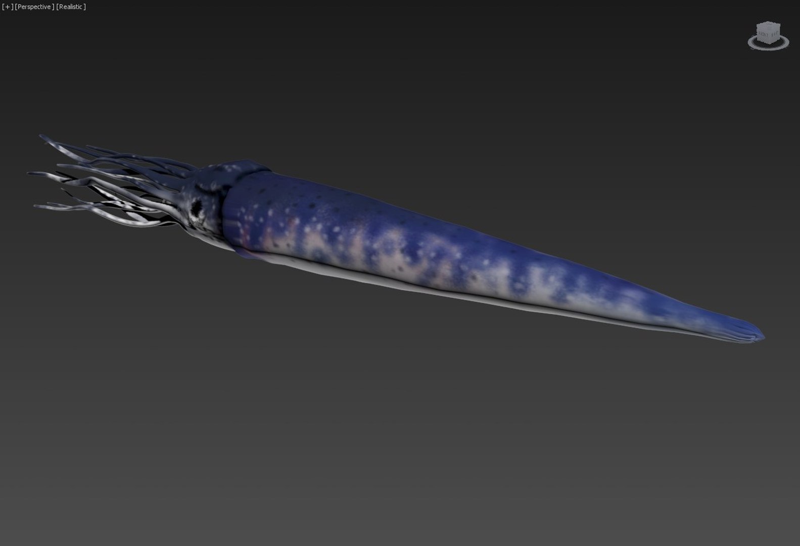 3d Squid Tentacles Model