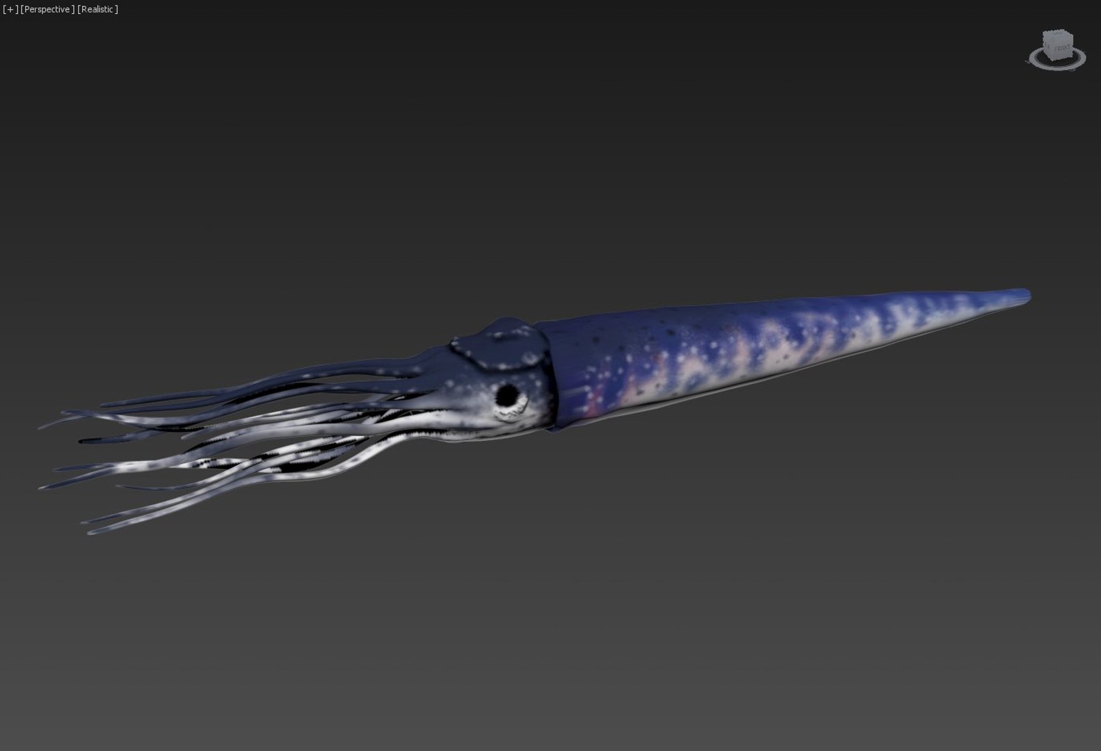 3d Squid Tentacles Model