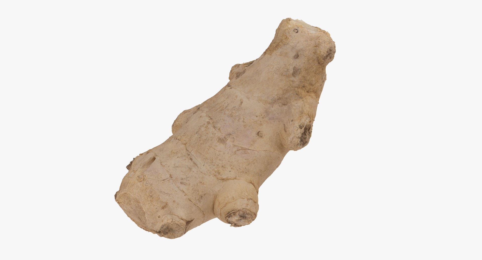 Ginger root 08 raw 3D model - TurboSquid 1535557