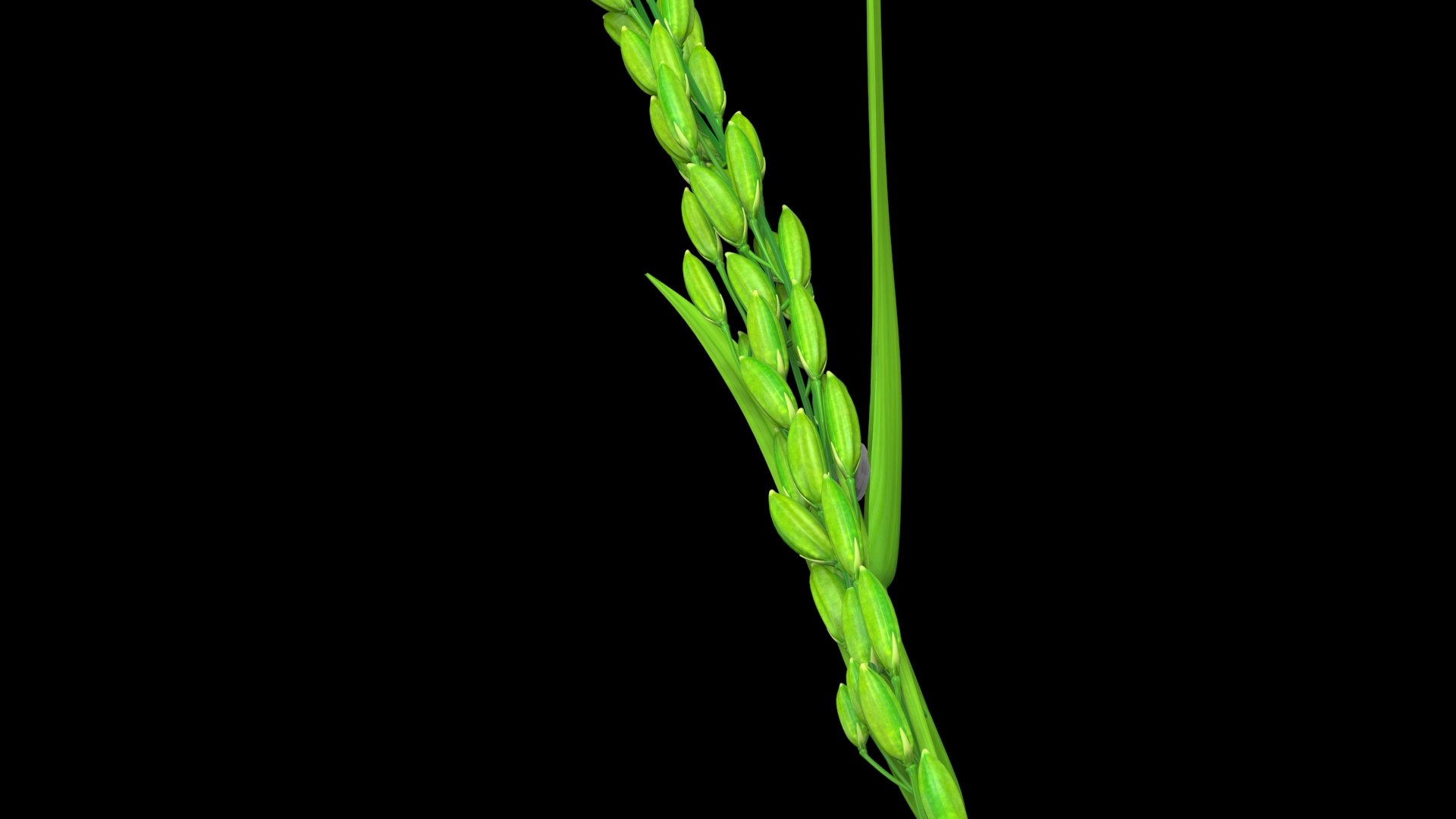 3D oryza rice model - TurboSquid 1696312