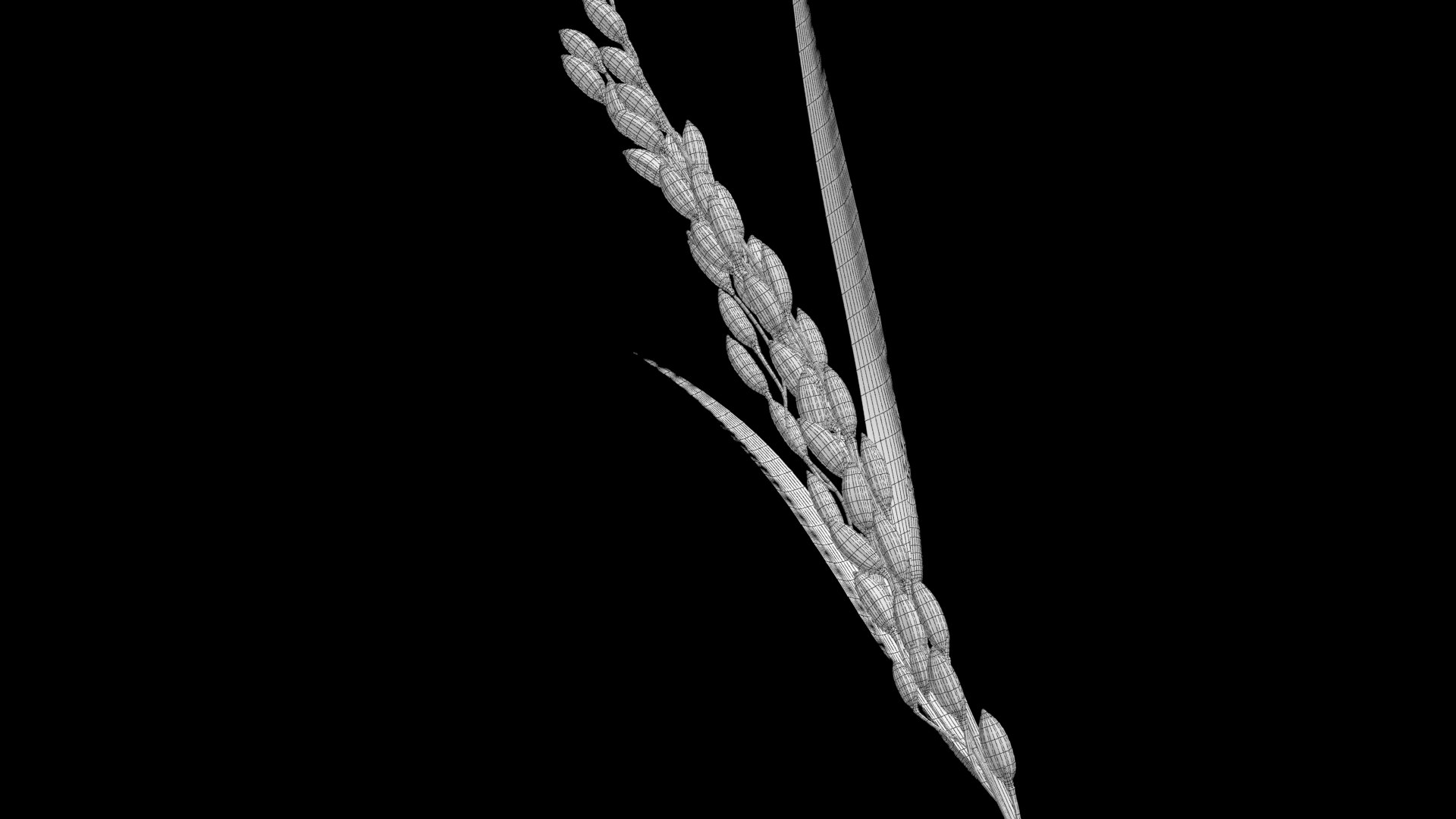 3D oryza rice model - TurboSquid 1696312