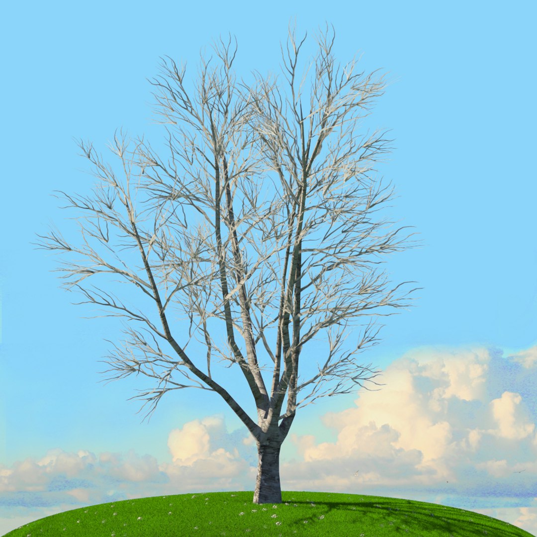 3D Trees Spring Environment - TurboSquid 1655056