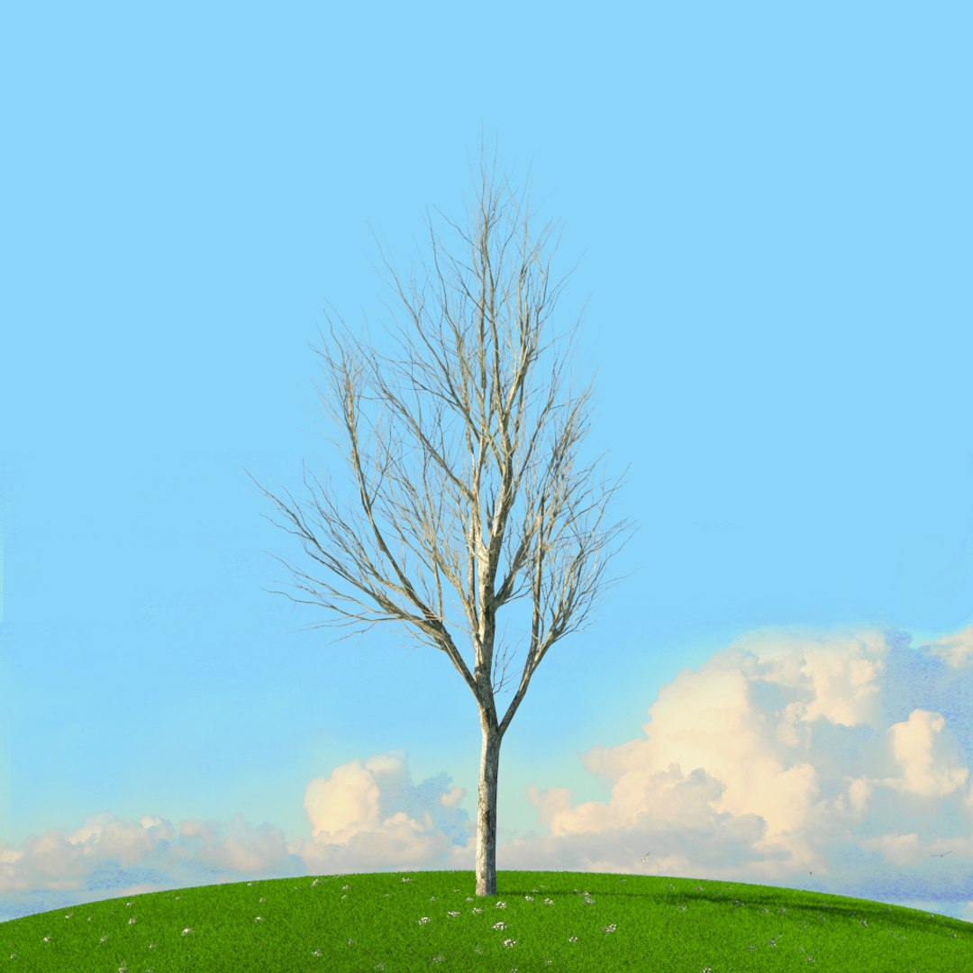 3D Trees Spring Environment - TurboSquid 1655056