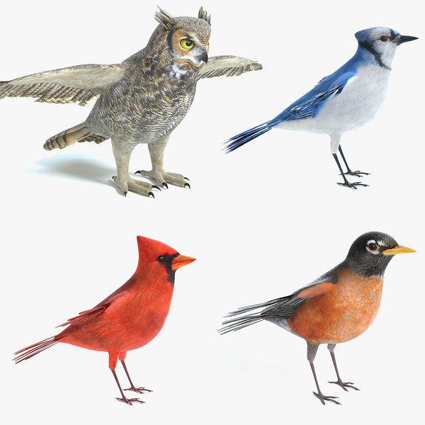3d model european robin bird