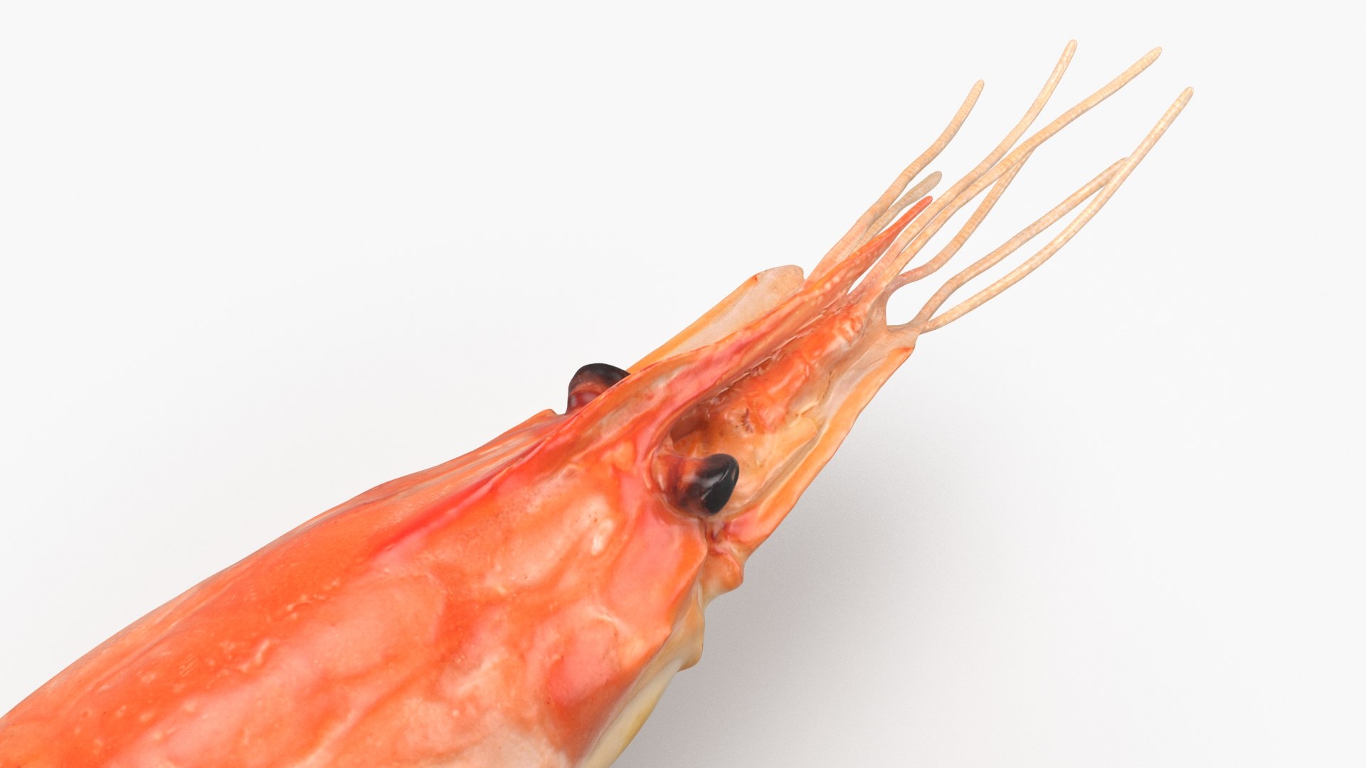 3D Shrimp Collection Model - TurboSquid 2108670