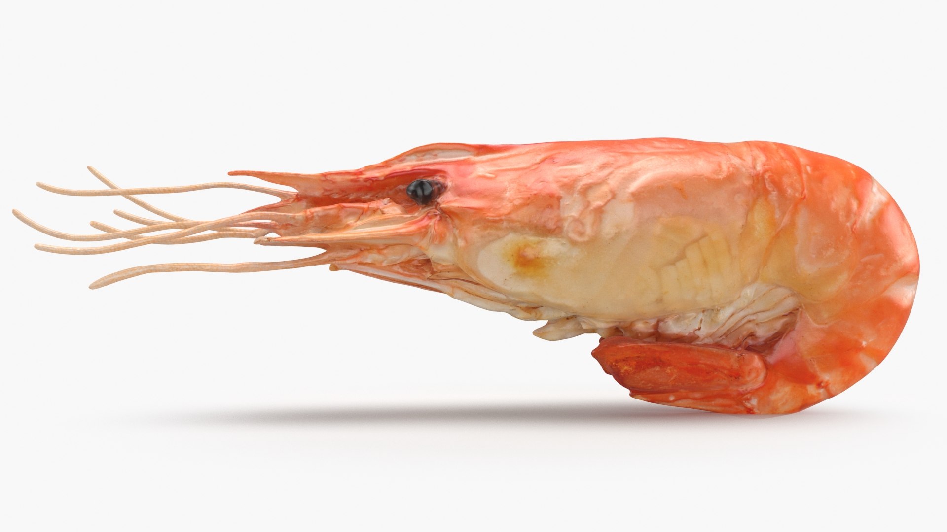 3D Shrimp Collection Model - TurboSquid 2108670