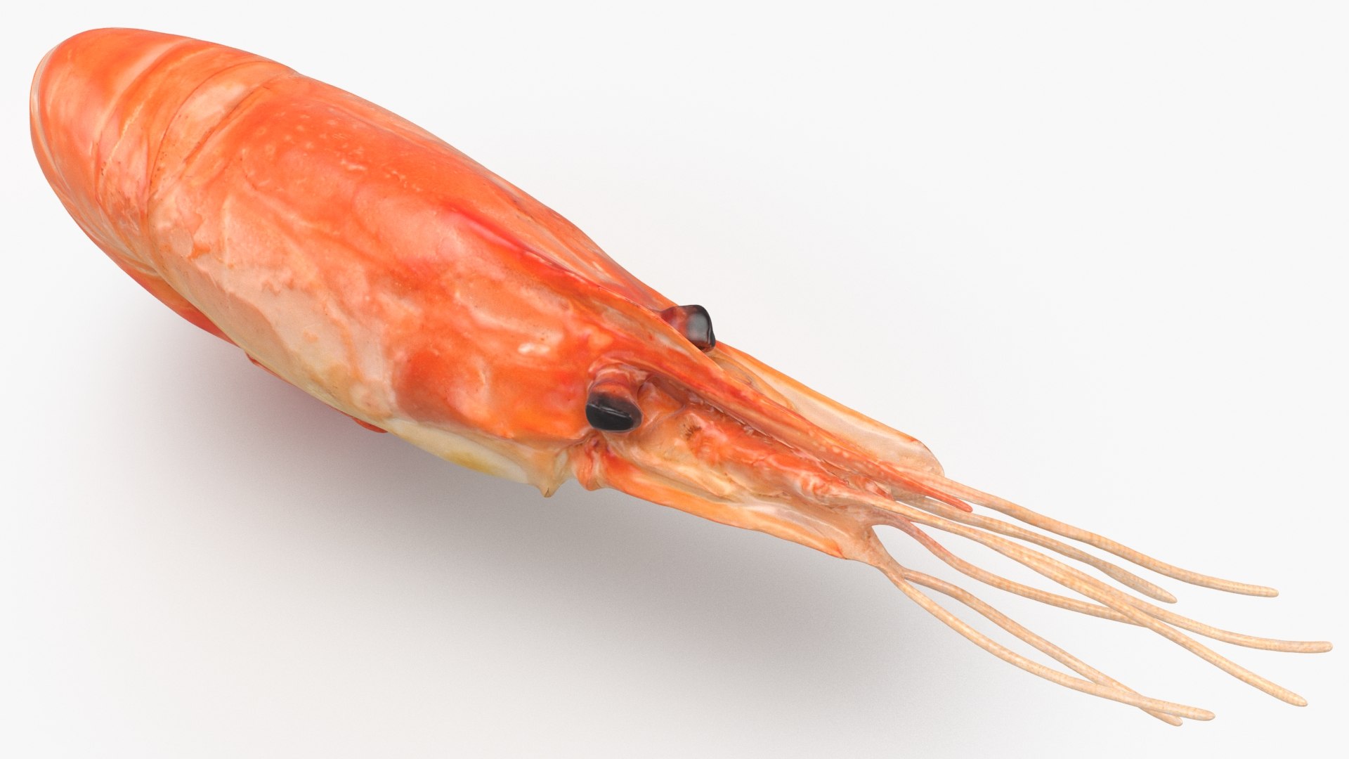 3D Shrimp Collection Model - TurboSquid 2108670
