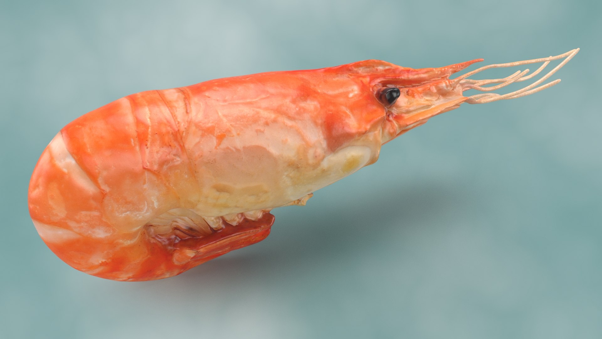 3D Shrimp Collection Model - TurboSquid 2108670