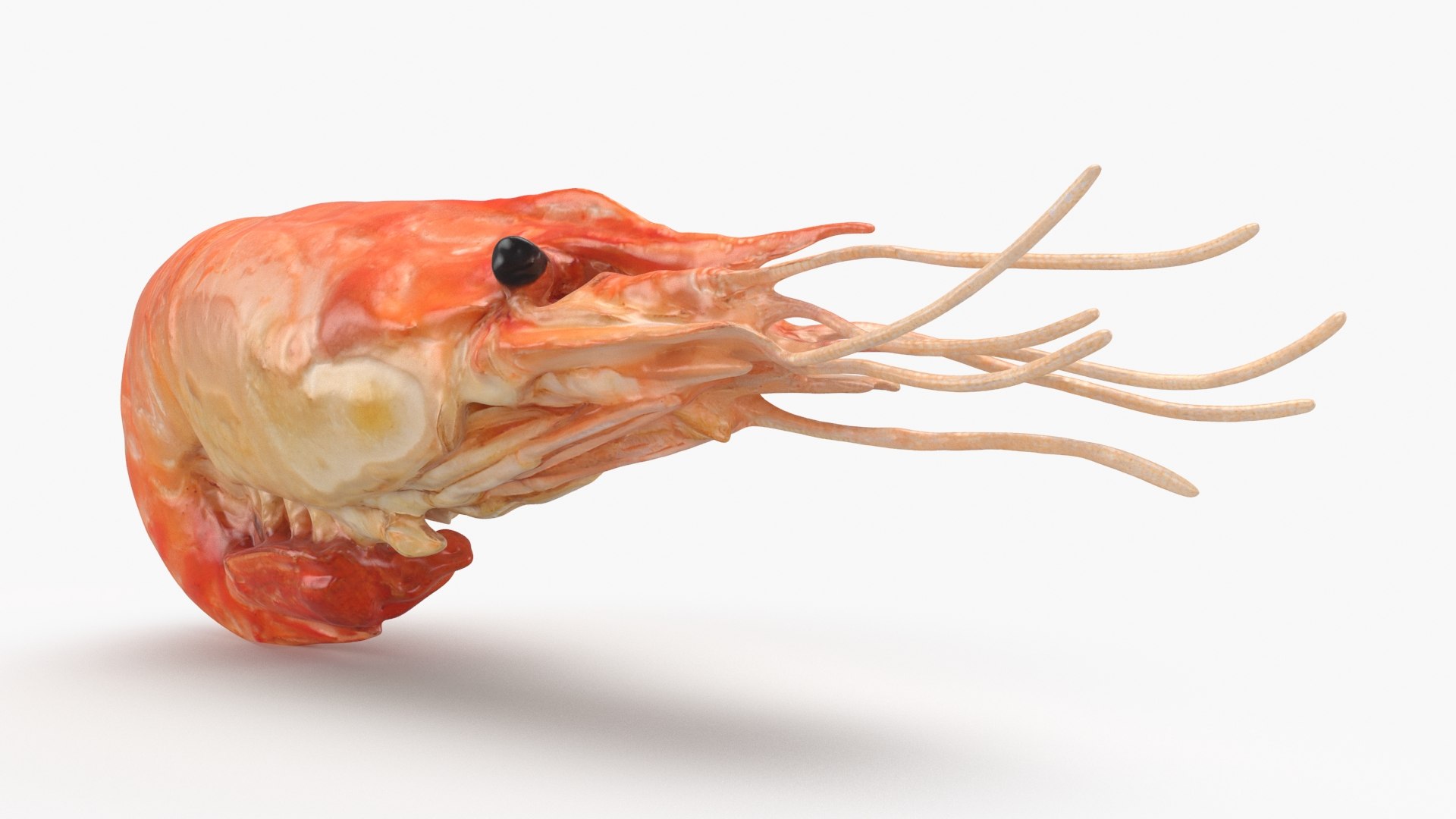 3D Shrimp Collection Model - TurboSquid 2108670