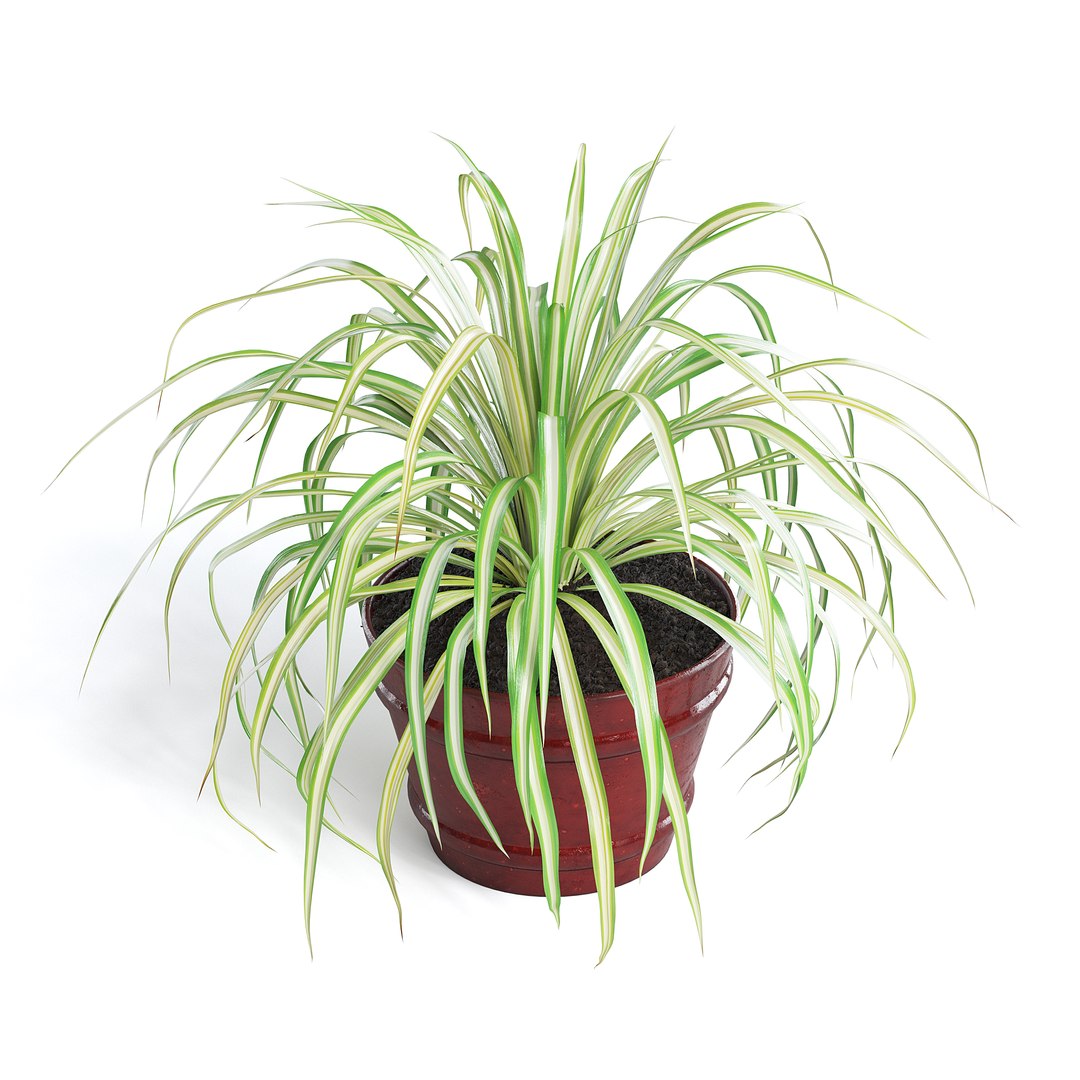 Spider Plant III 3D - TurboSquid 1904108
