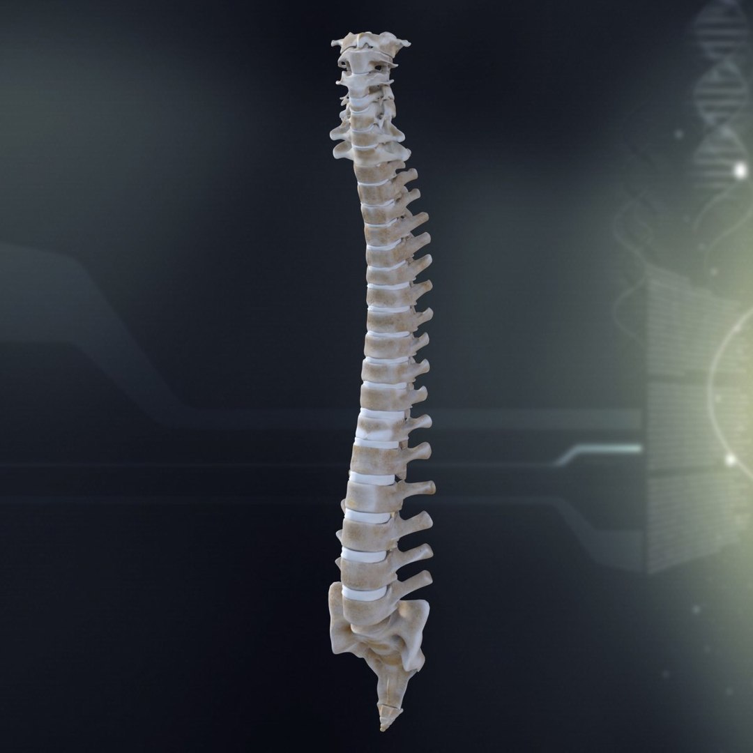 3d Model Human Spinal Anatomy