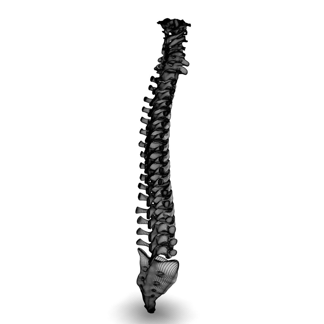 3d Model Human Spinal Anatomy