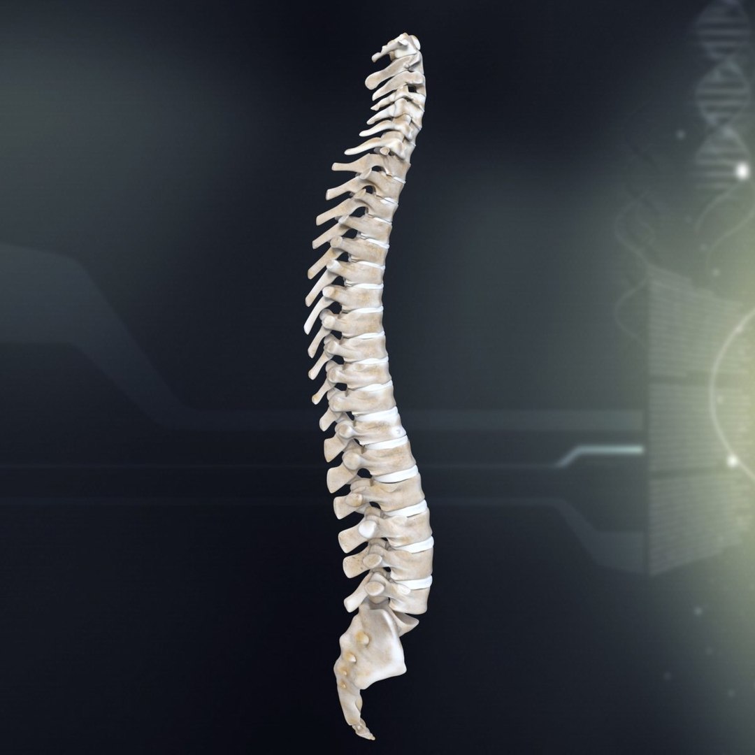3d Model Human Spinal Anatomy