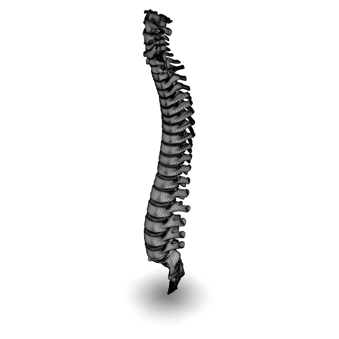 3d Model Human Spinal Anatomy