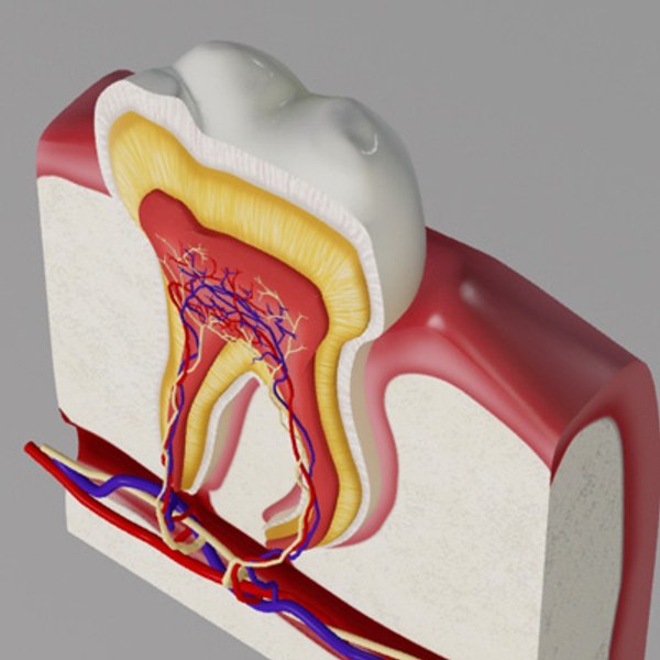 3d human tooth cross section