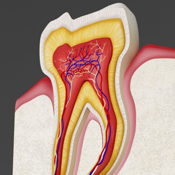 3d human tooth cross section