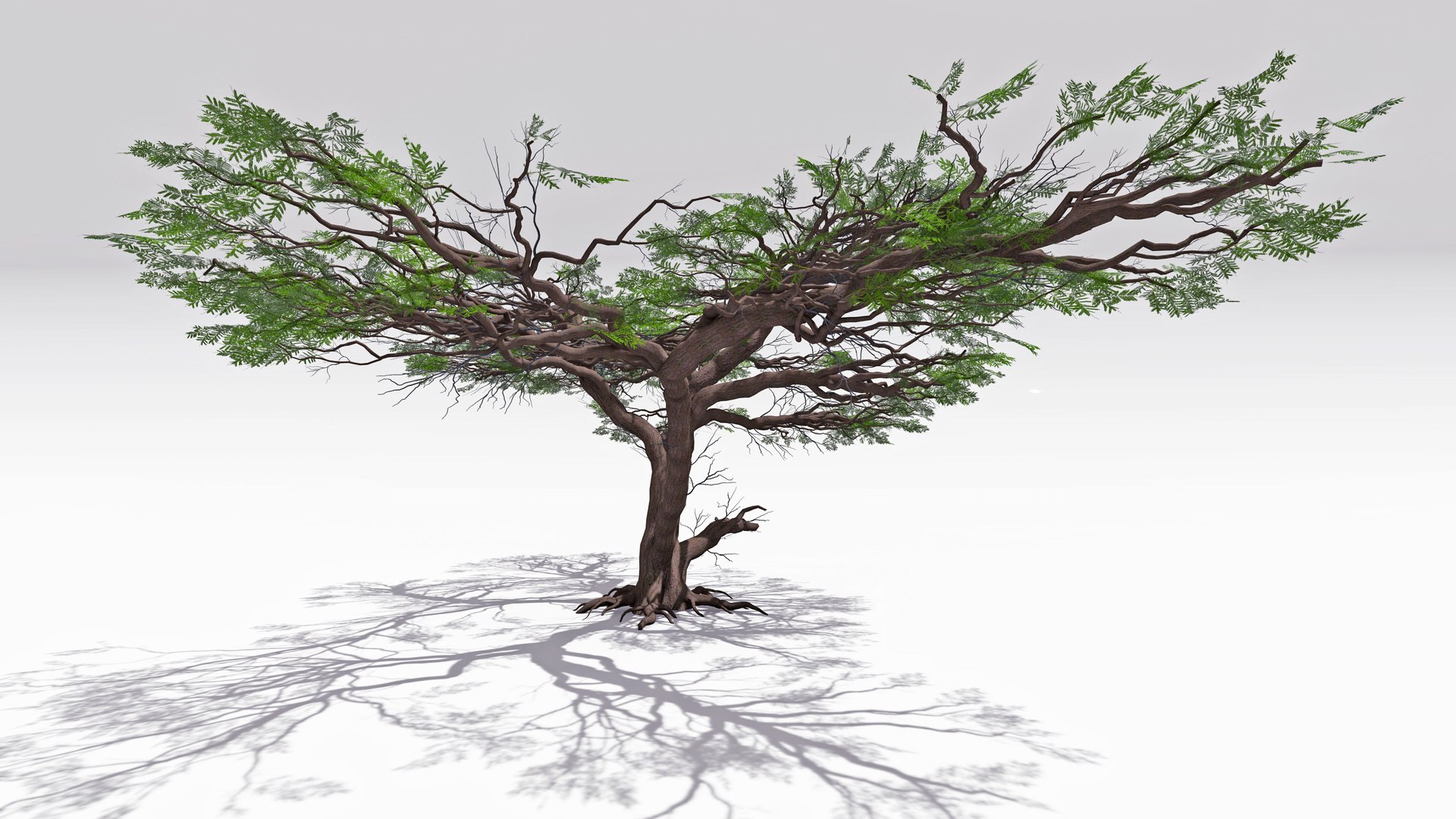 African Acacia Tree-S8 3D Model - TurboSquid 2366997