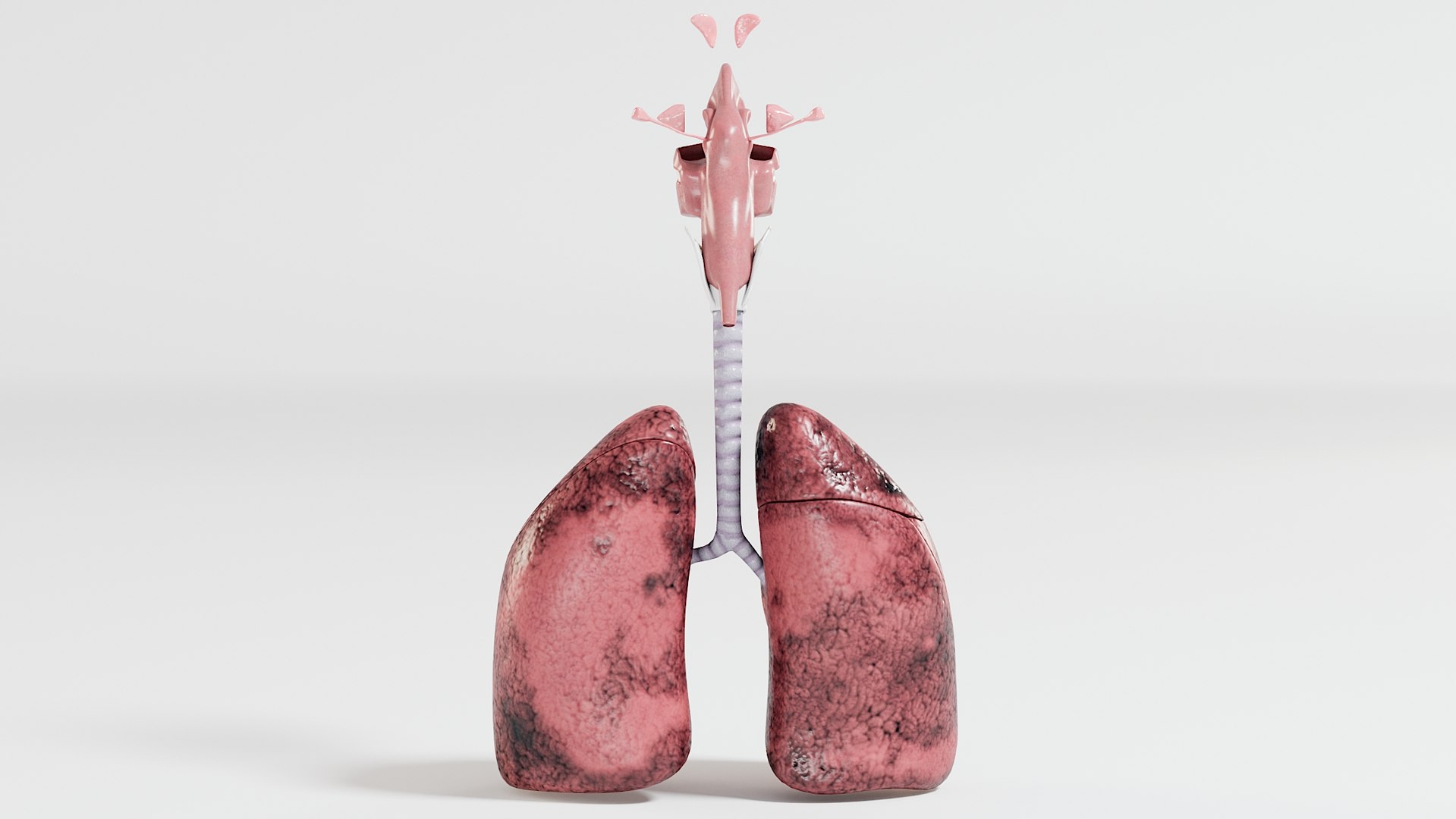 Respiratory smoker s lungs 3D model - TurboSquid 1531510