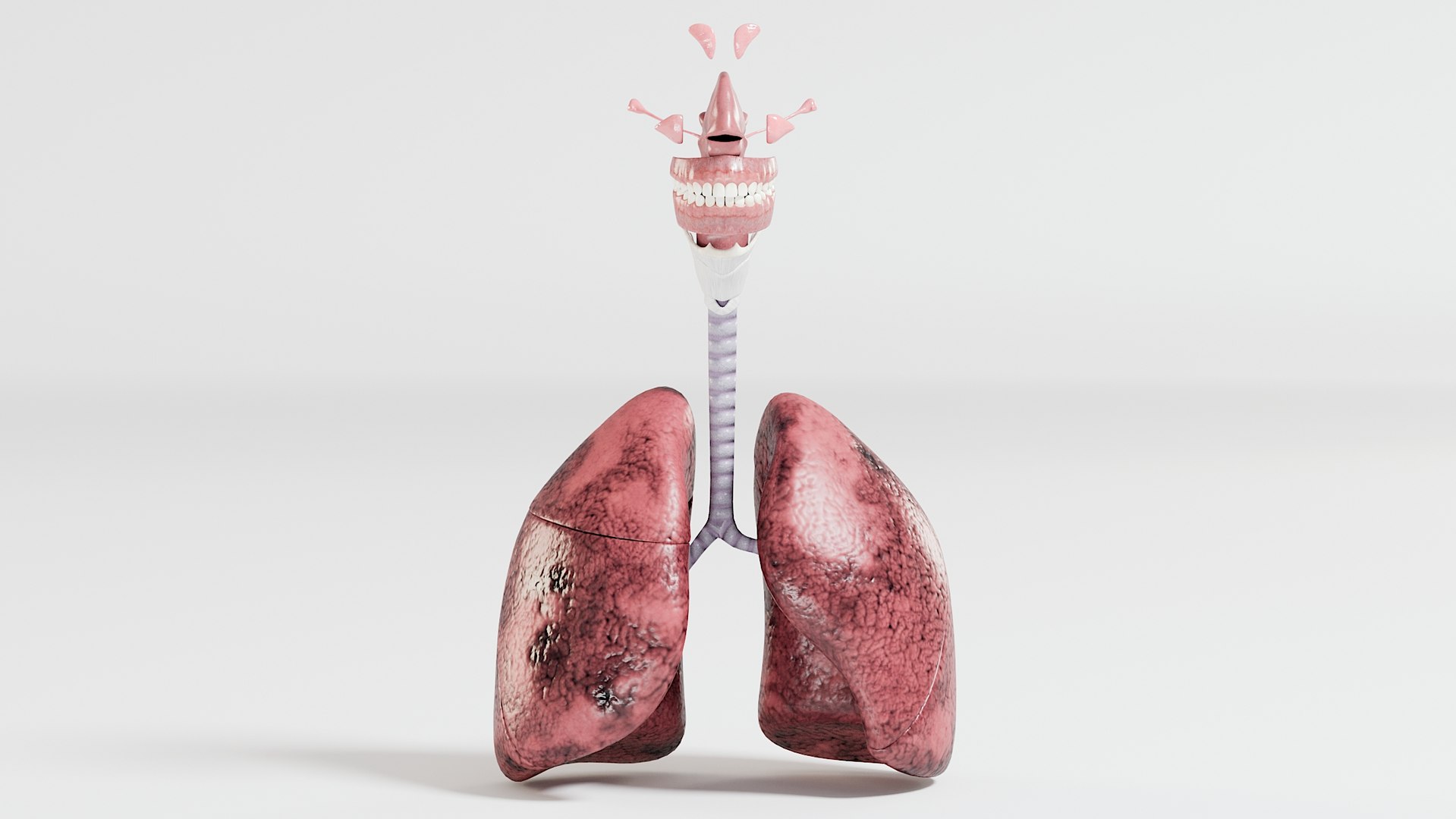 Respiratory smoker s lungs 3D model - TurboSquid 1531510