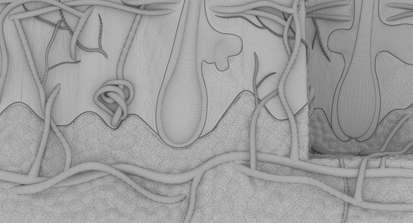 3D skin - TurboSquid 1336912